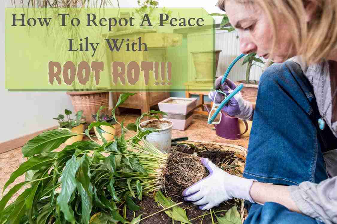How To Repot A Peace Lily With Root Rot - Perfect Peace Lily