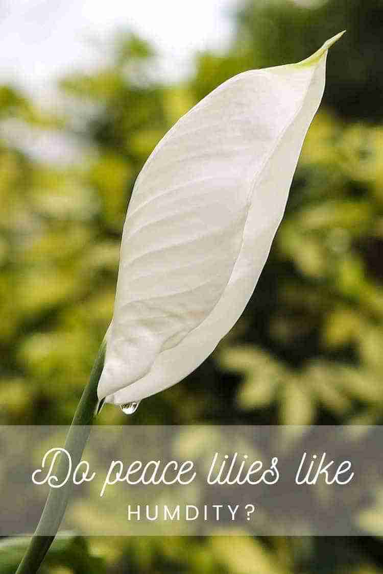 Do Peace Lilies Like Humidity? - Perfect Peace Lily