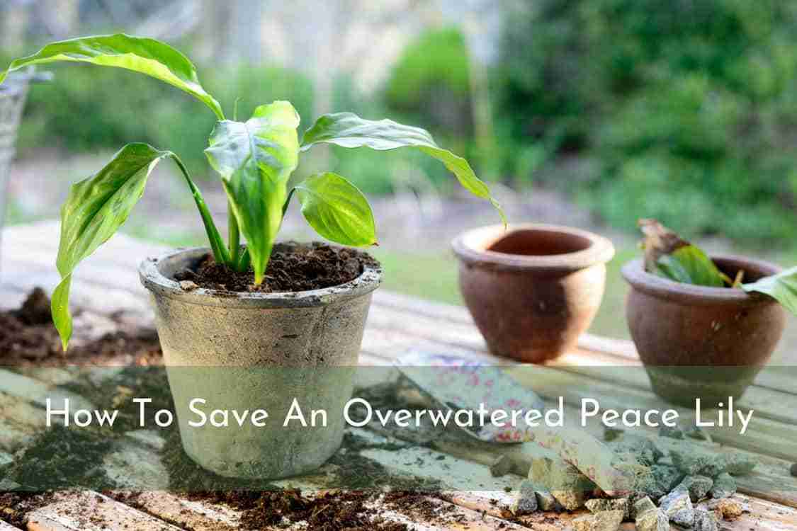 How To Save An Overwatered Peace Lily - Perfect Peace Lily