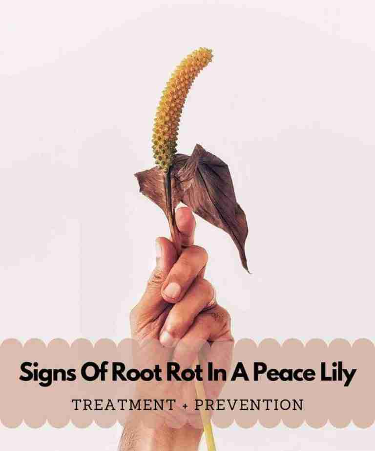 Signs Of Root Rot In A Peace Lily (Treatment + Prevention) - Perfect ...