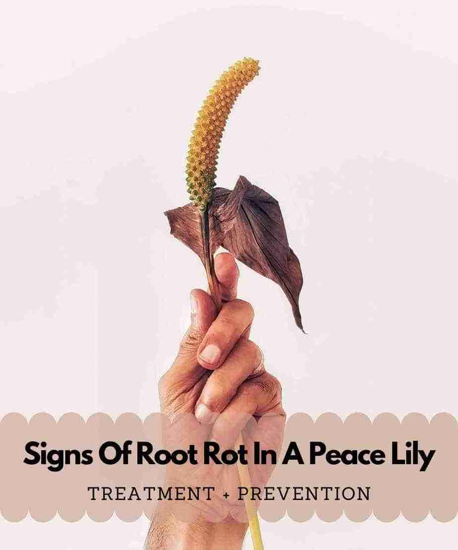 Signs Of Root Rot In A Peace Lily (Treatment + Prevention) - Perfect ...