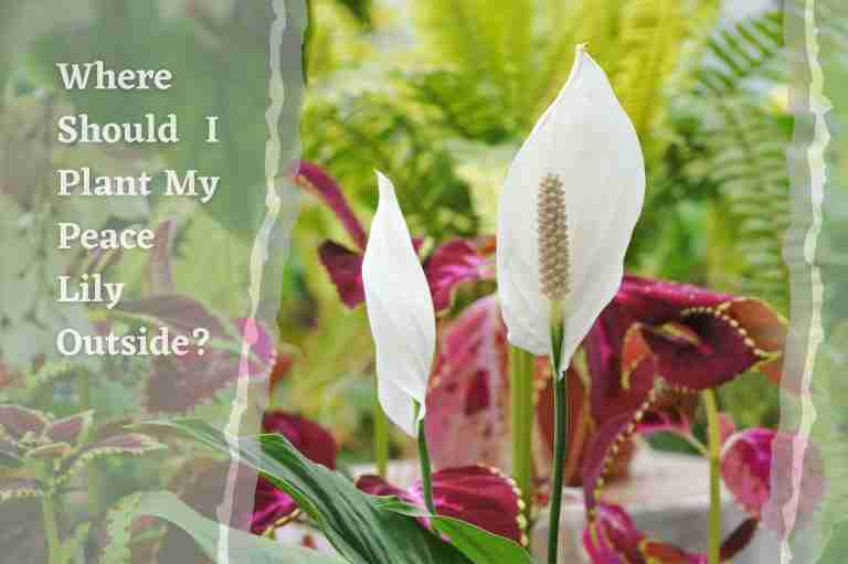 Where Should I Plant My Peace Lily Outside? - Perfect Peace Lily