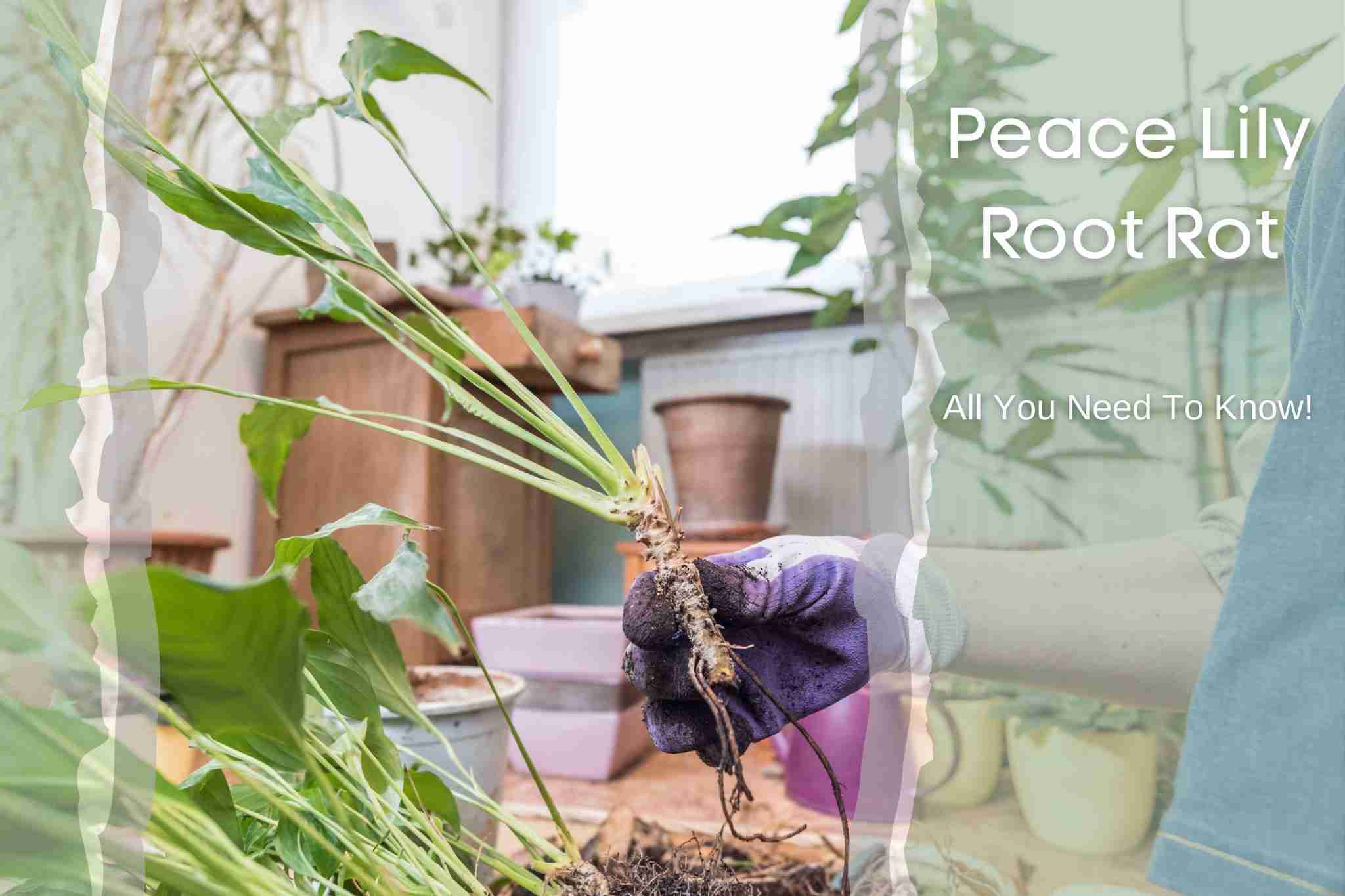 Peace Lily Root Rot – All You Need To Know - Perfect Peace Lily