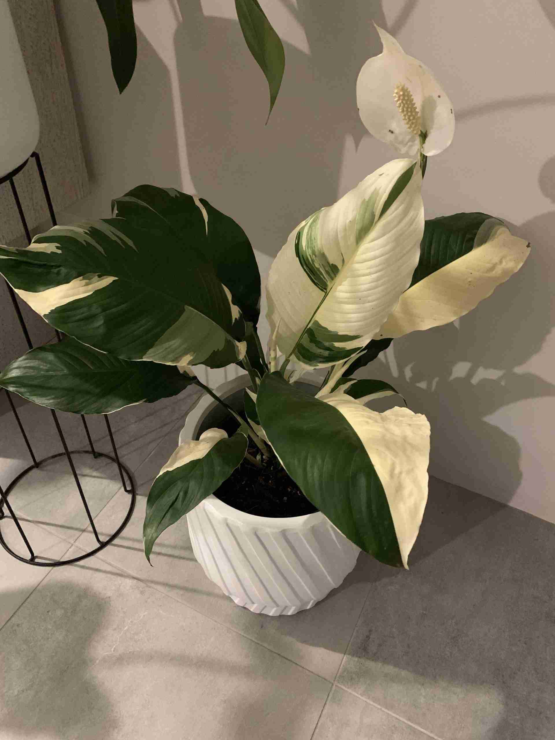 Variegated Peace Lily Varieties (With Pictures!) - Perfect Peace Lily