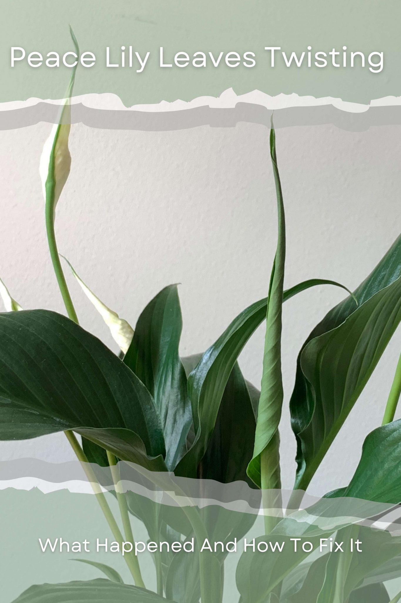 Peace Lily Leaves Twisting – What Happened And How To Fix It - Perfect ...