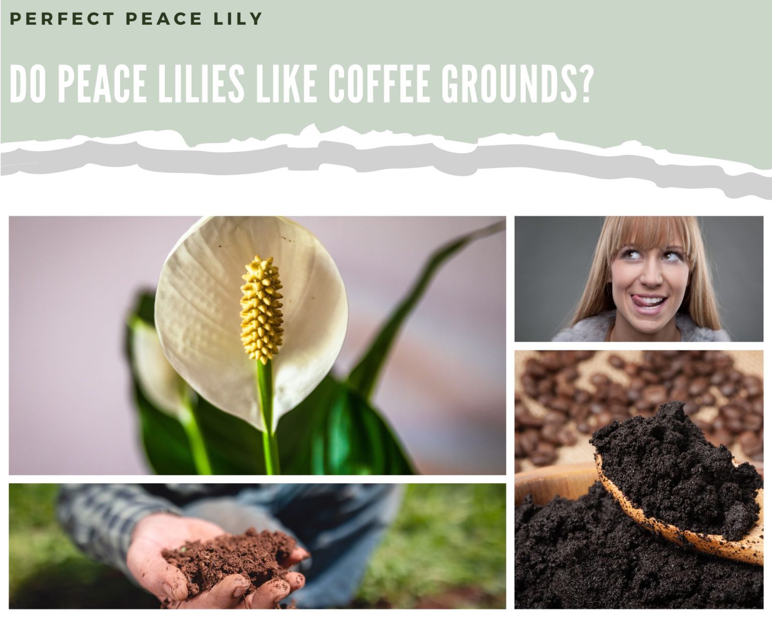 Do Peace Lilies Like Coffee Grounds? - Perfect Peace Lily