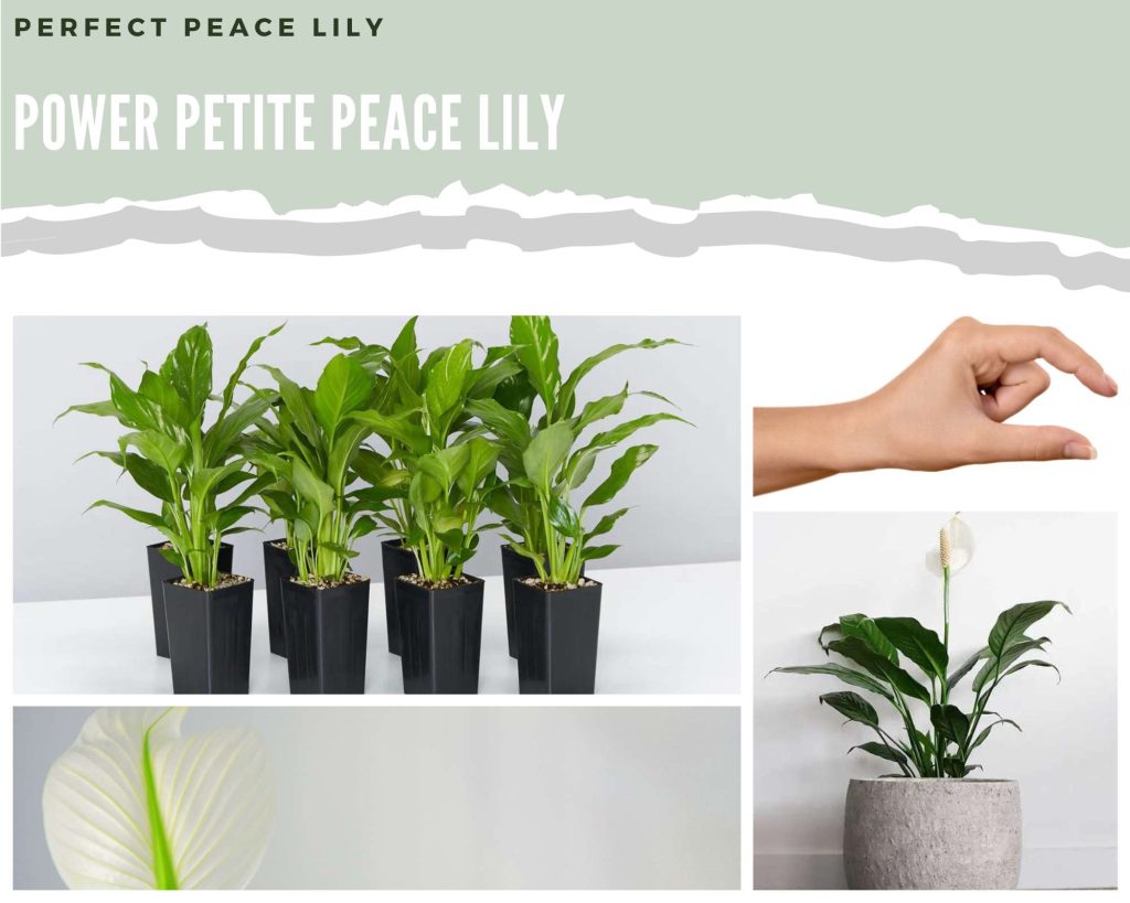 Power Petite Peace Lily (With Pictures) - Perfect Peace Lily